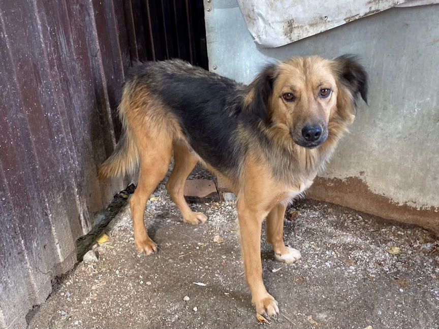 Собака молодая девочка