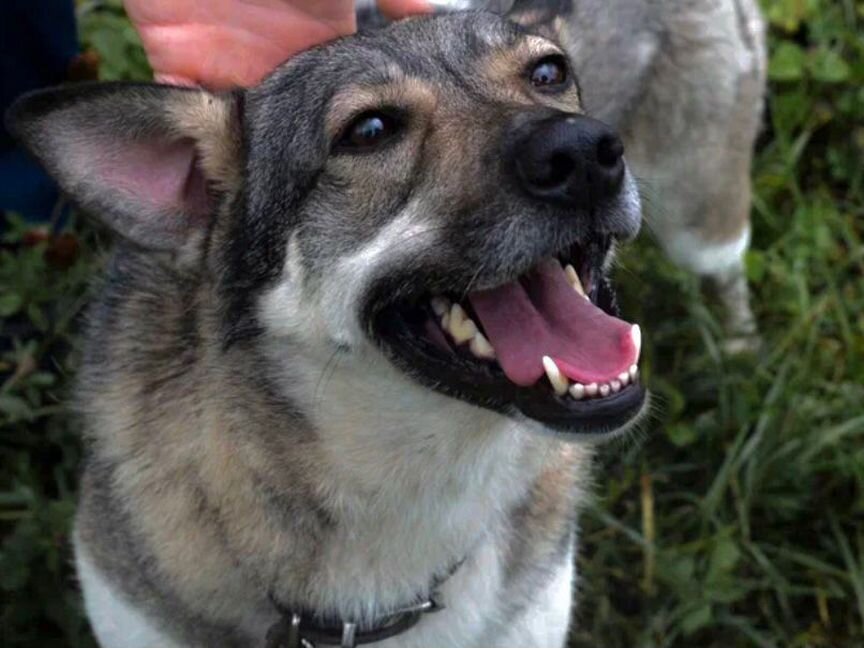 Собака в добрые руки