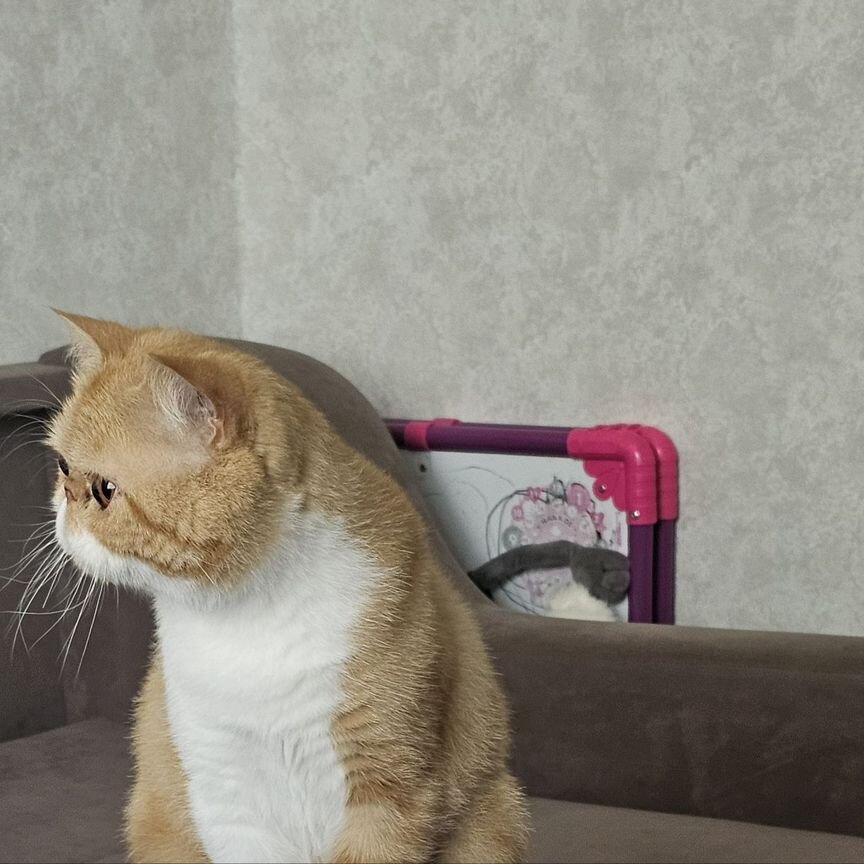 Экзотический кот