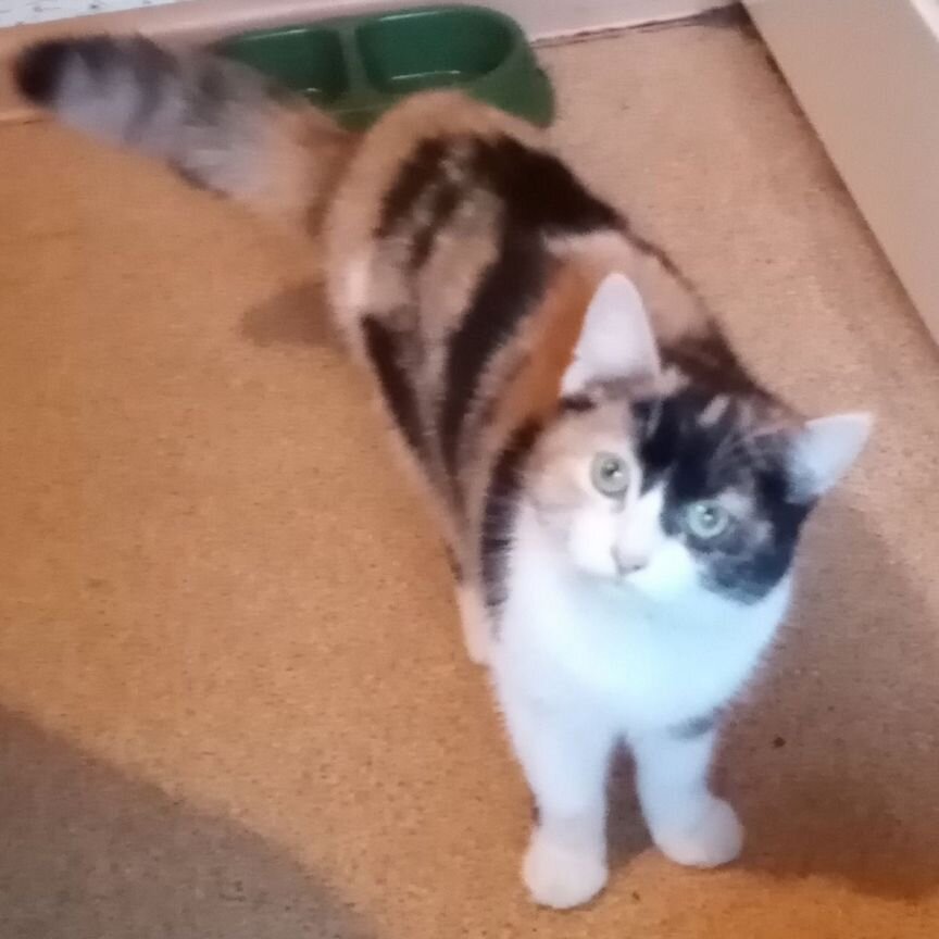 Сеня и Аська