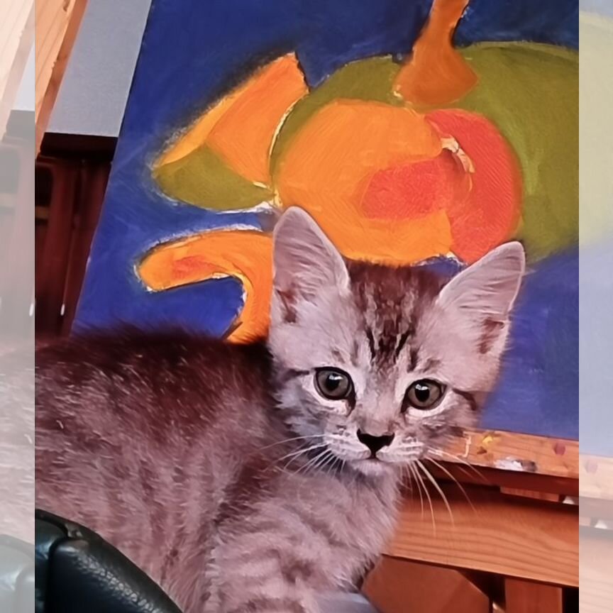 Котёнок в добрые руки