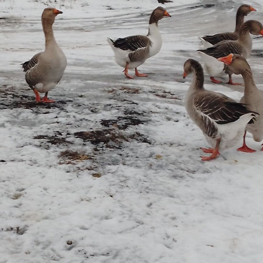 Гуси на завод