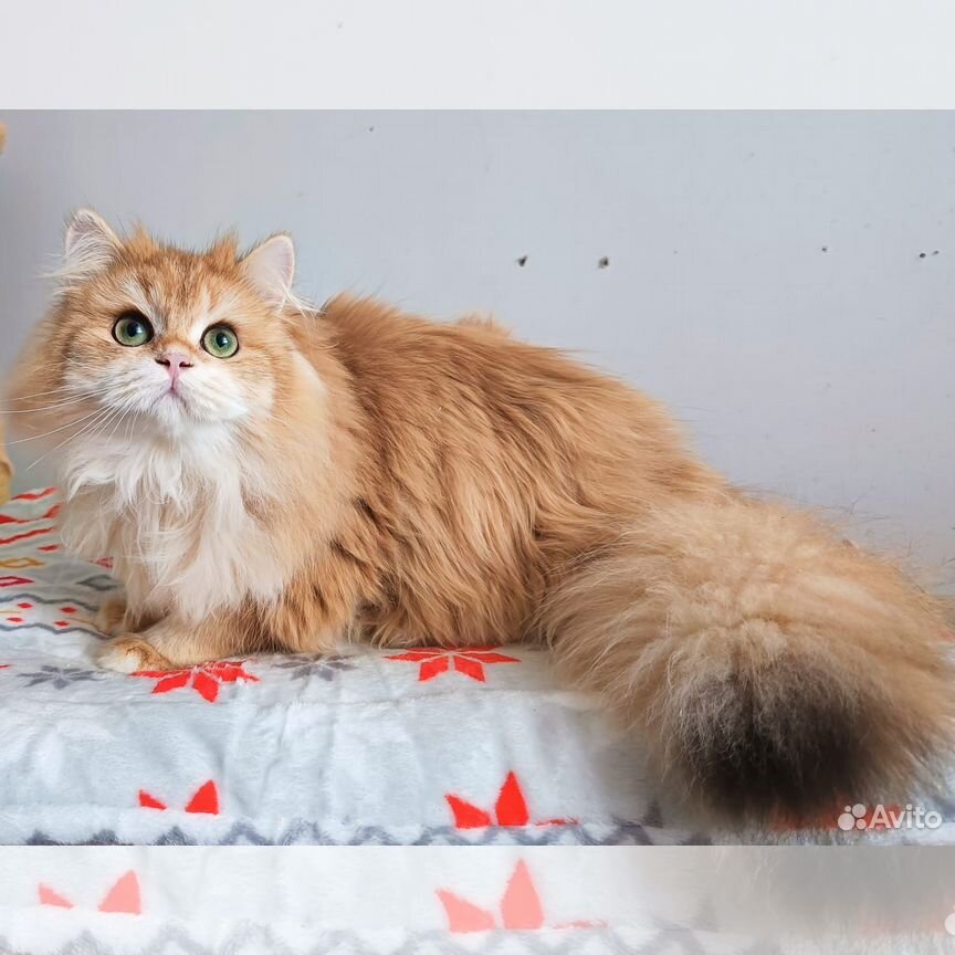 Британский котик золотая шиншилла
