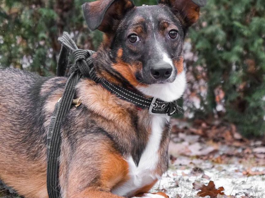 Это Поночка. И она очень умная собака. Личность