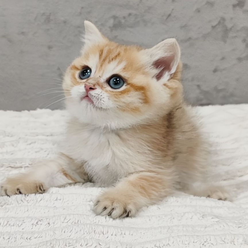 Шотландский прямоухий короткошёрстный котёнок