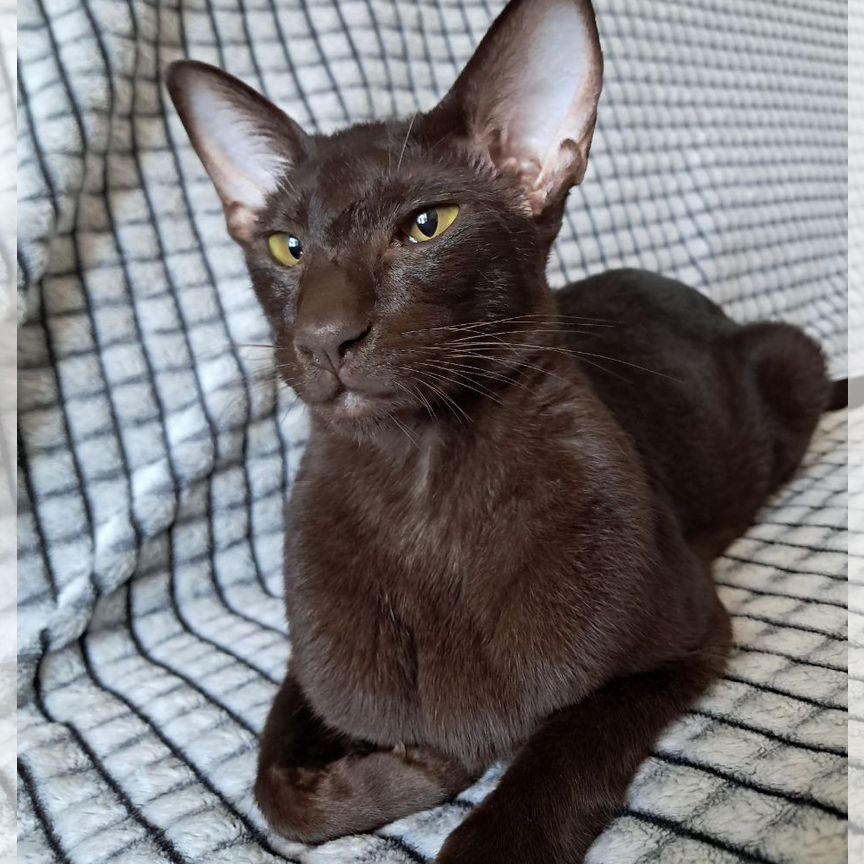 Ориентальный котёнок