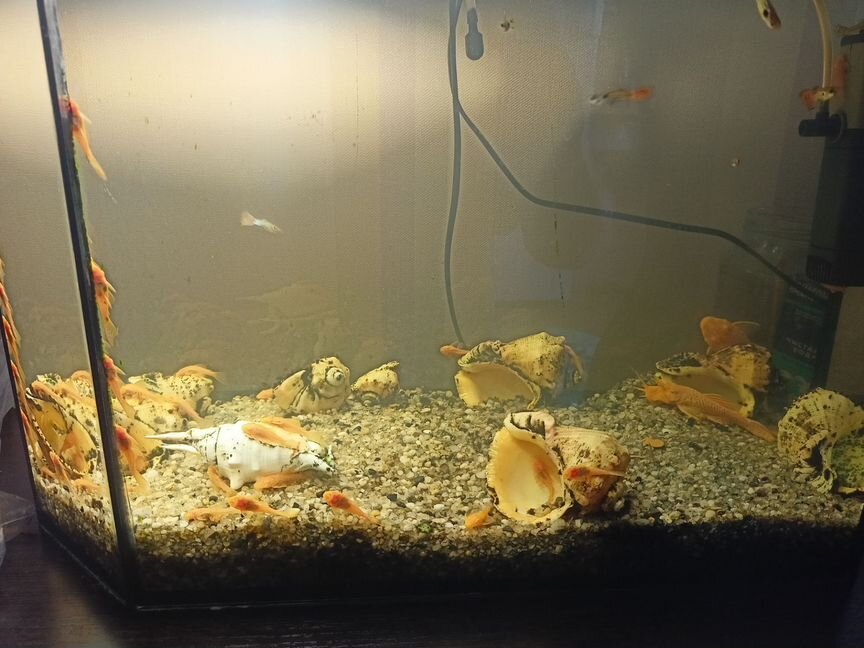 Аквариумные рыбки сомики