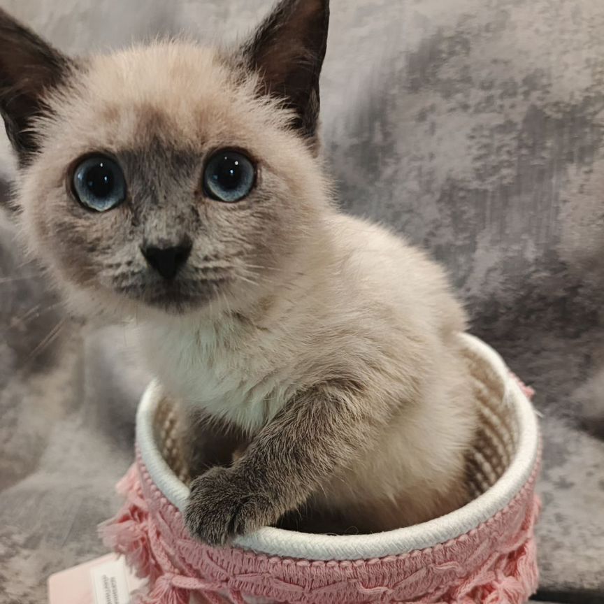 Тайский котёнок