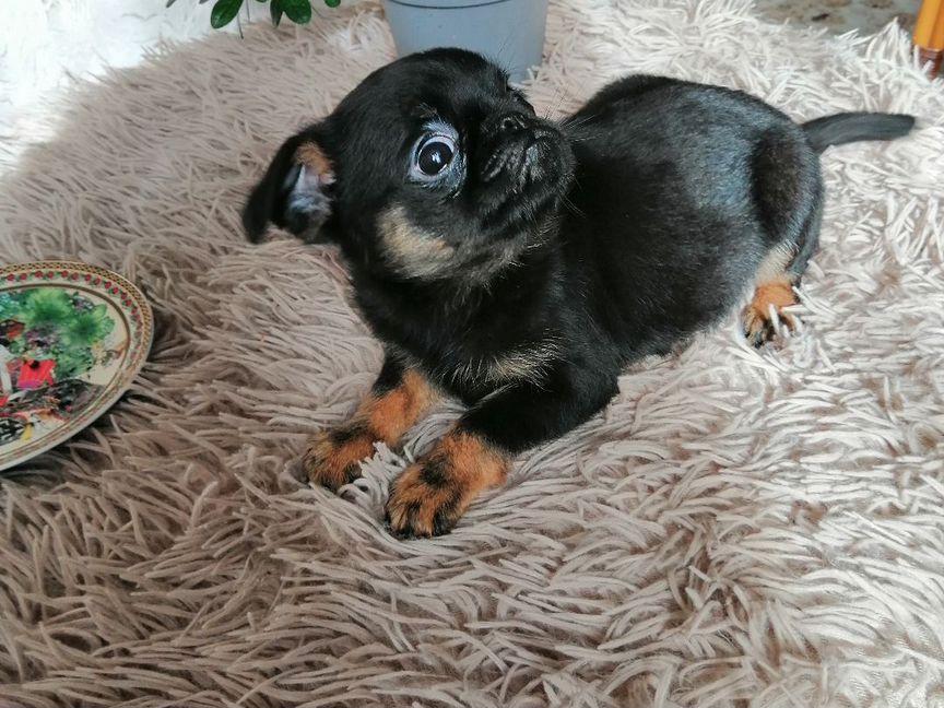Брюссельский гриффон