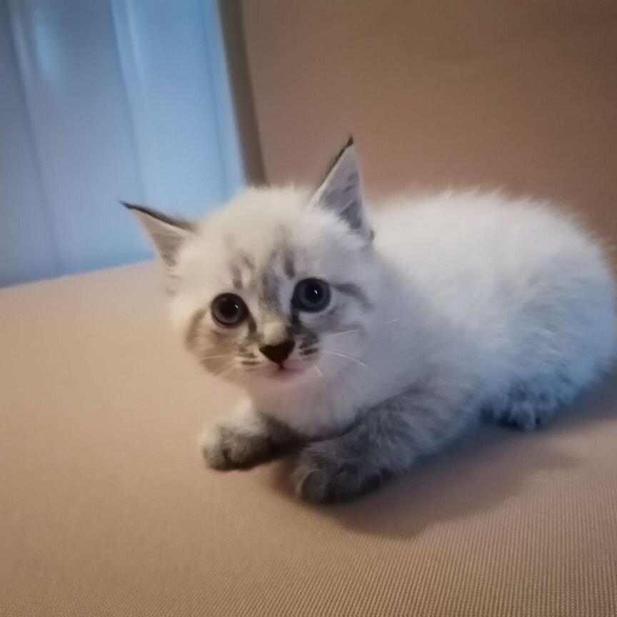 Котенок-девочка Асти