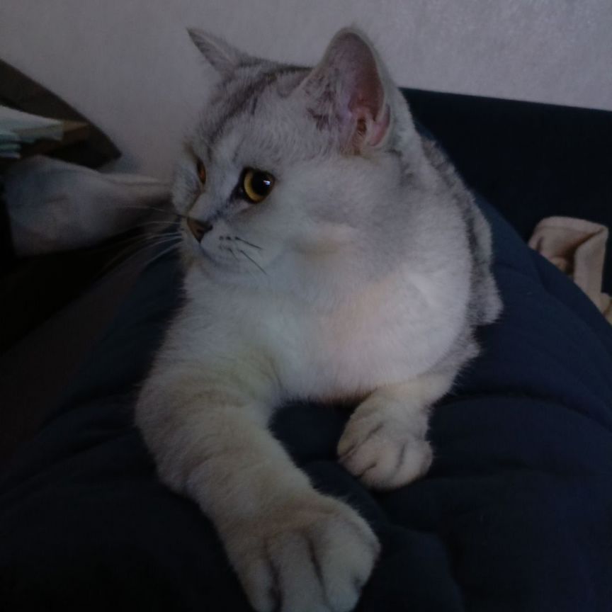 Отдам кота в добрые руки бесплатно