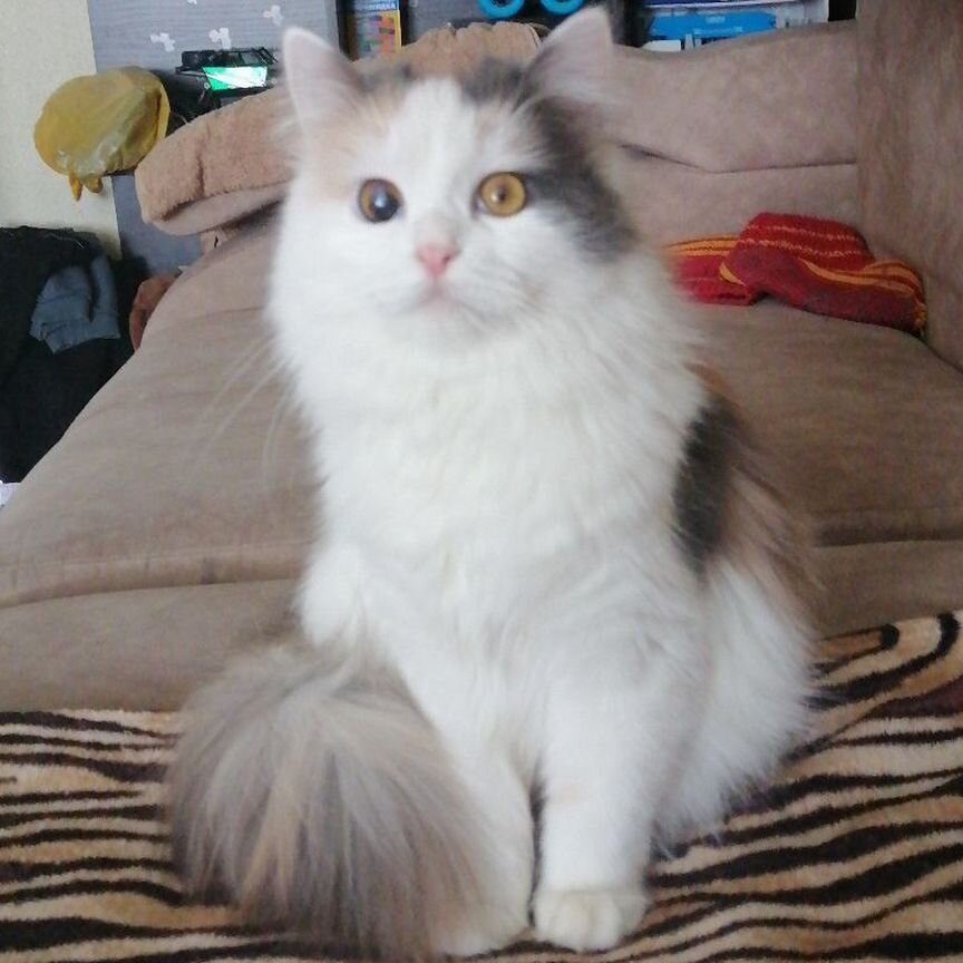 Кошечка 10 месяцев