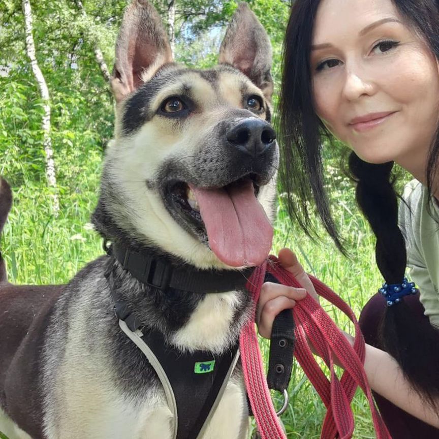 Собака в добрые руки отдам бесплатно