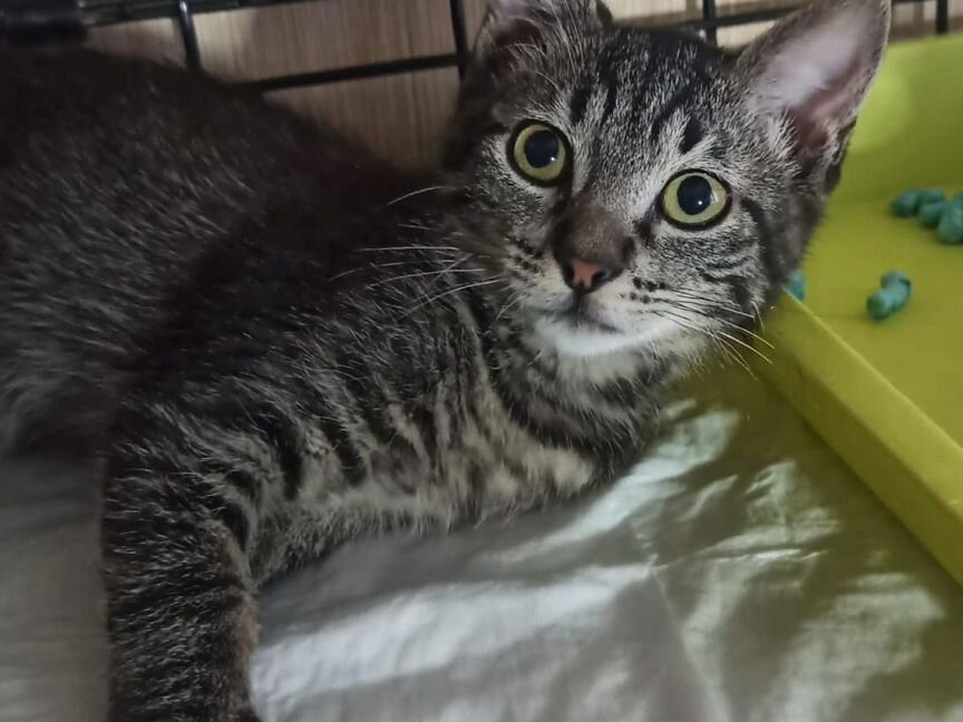 Котенок спасеныш в добрые руки