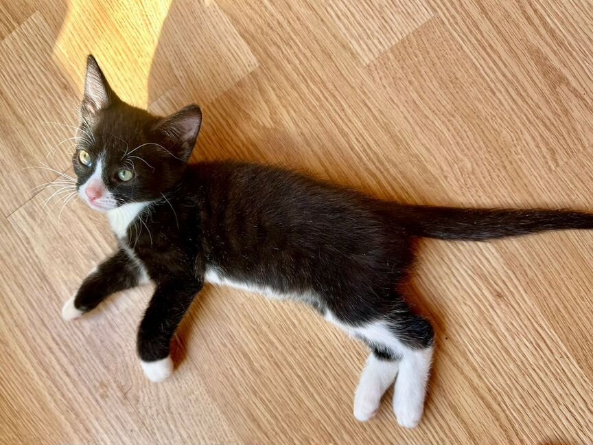 Котята в хорошие руки