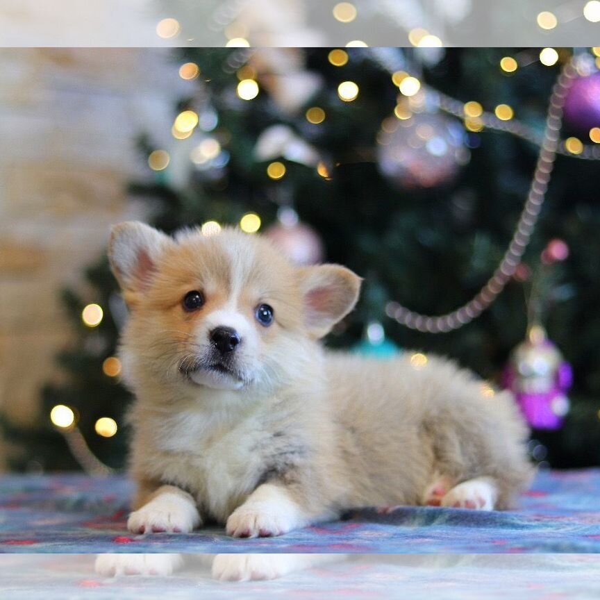 Вельш Корги Пемброк, щенок