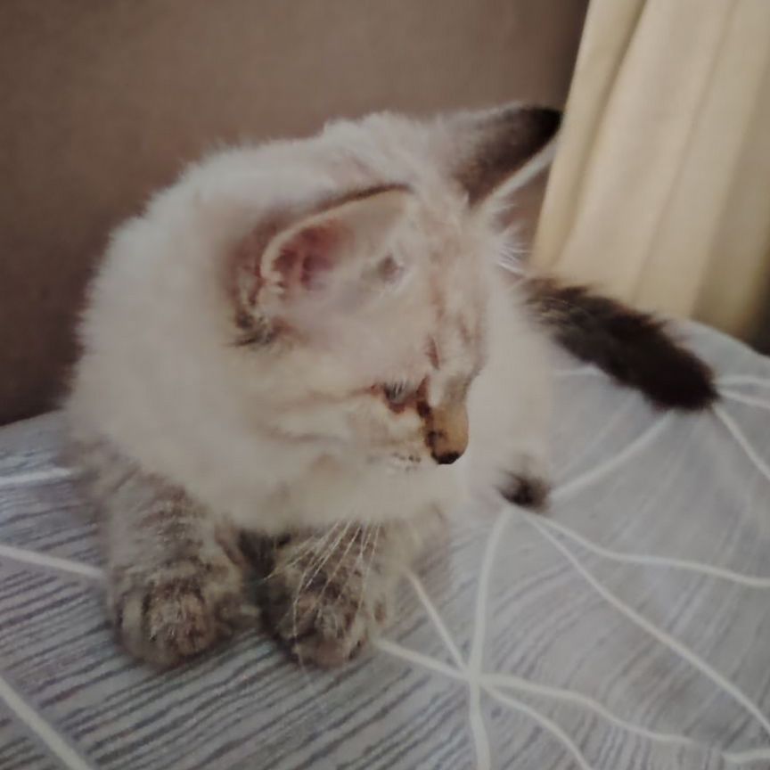 Котенок невская маскарадная