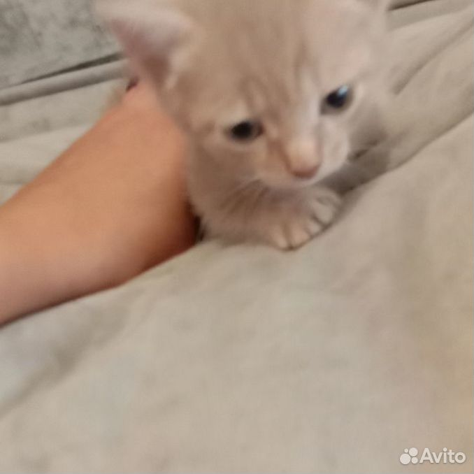 Кремовый малыш