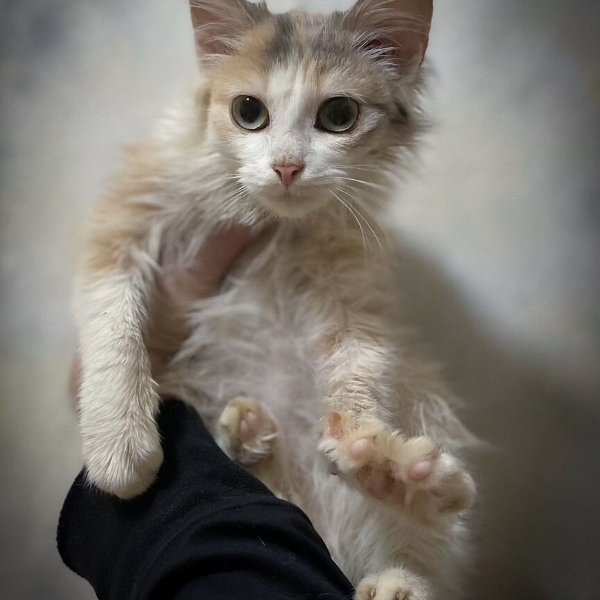 Котенок помесь мейн кун