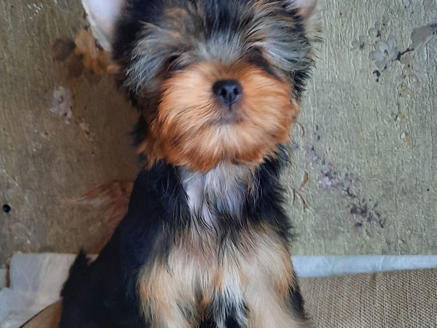 Йоркширский терьер - Дарли Серебряные Грезы