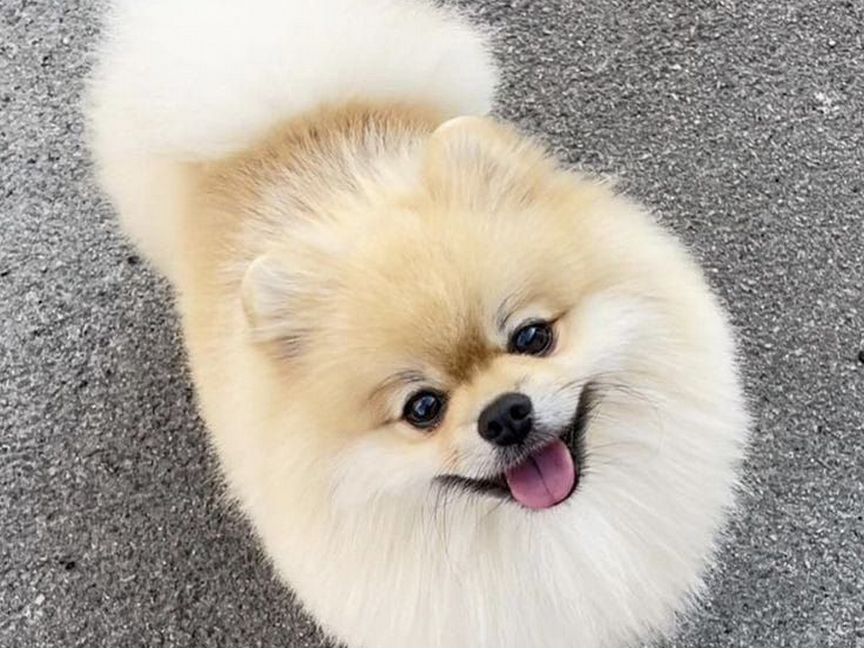 Отдаем шпица(кремовый)