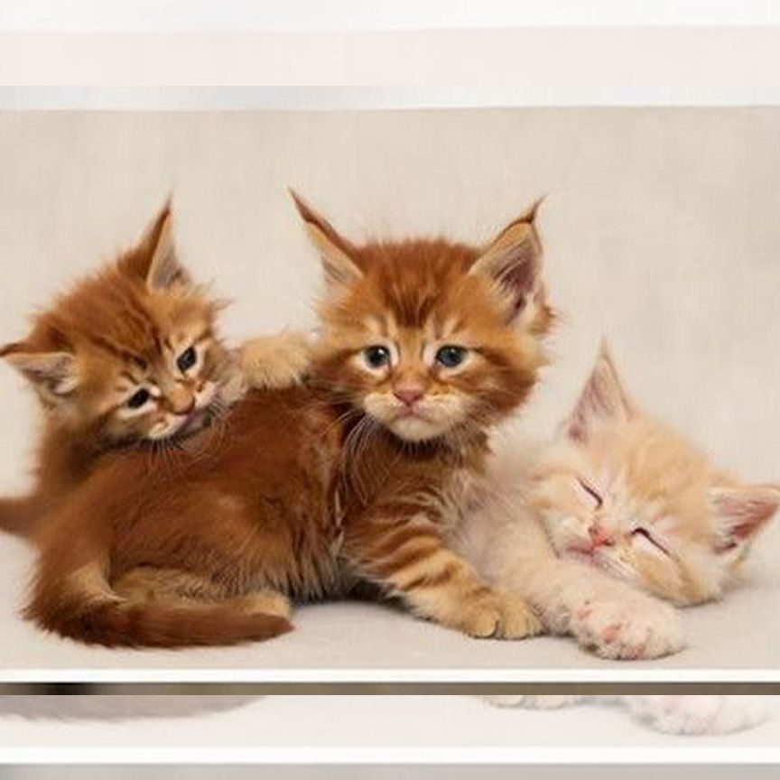 Мейн-кун котёнок