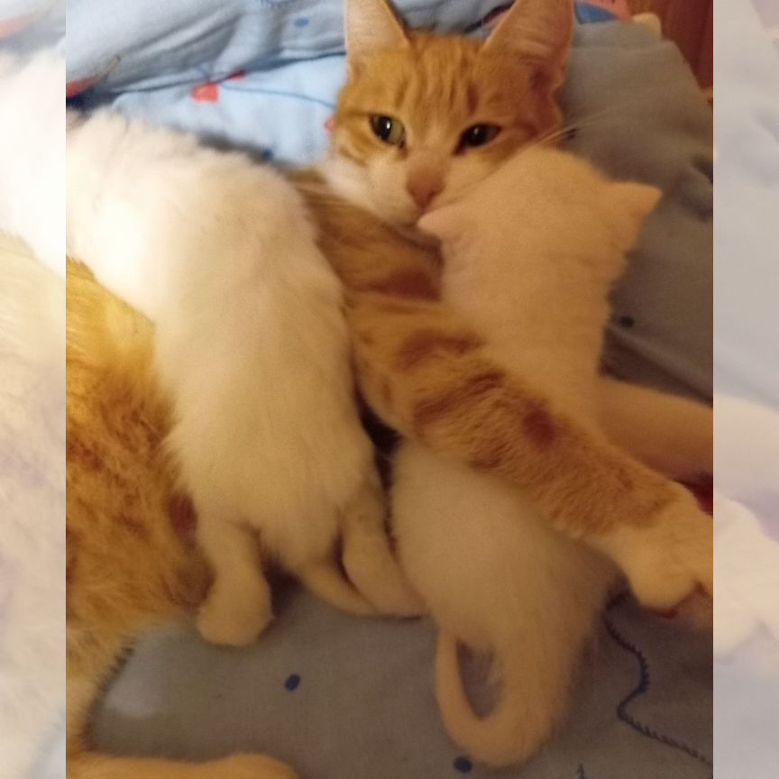Котята в добрые руки