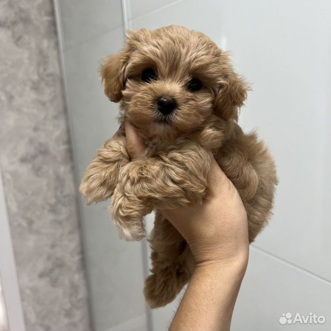 Мальтипу ф1 micro Korea ирис Меллер Baby Face