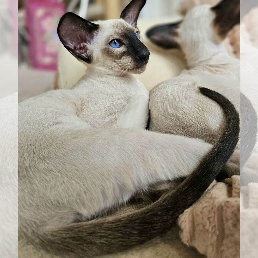 Ориентальный котёнок