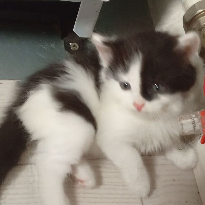 Котята
