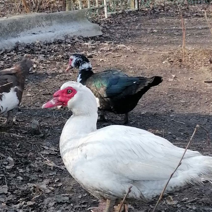 Мускусные утки