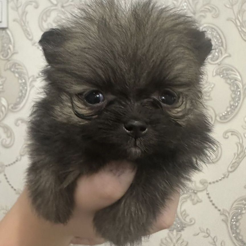 Померанский шпиц, щенок