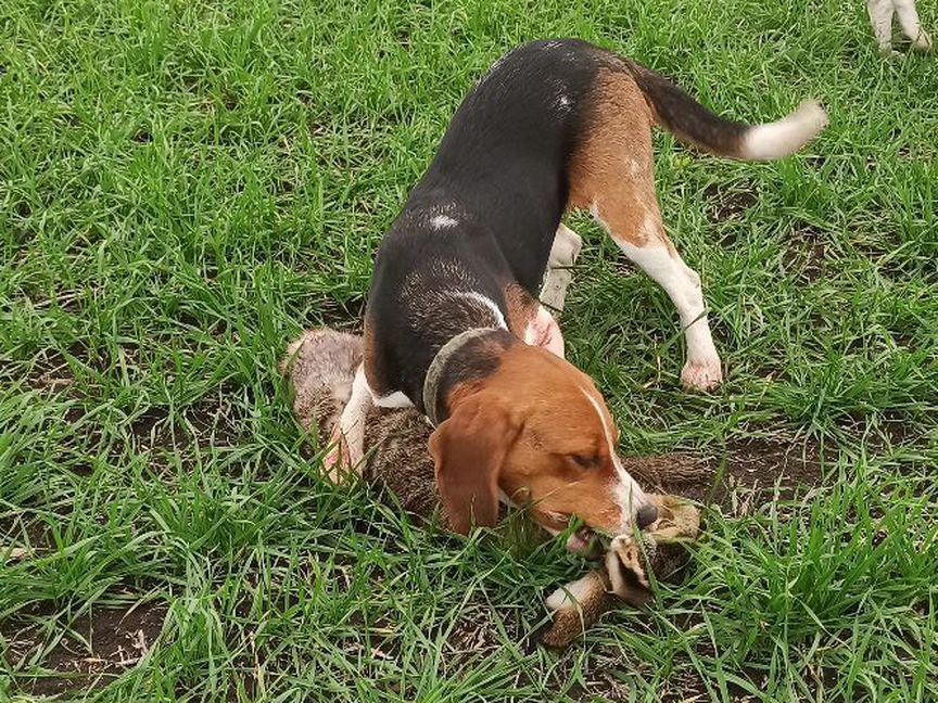 Эстонская гончая потерялась