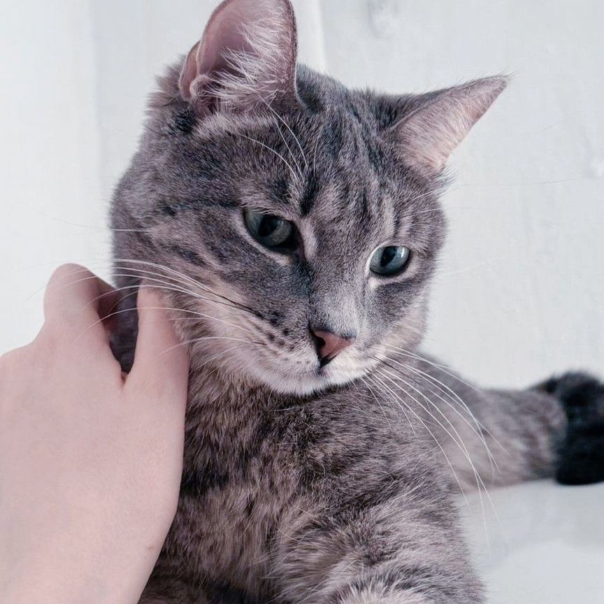 Кот дымчатый молодой ручной