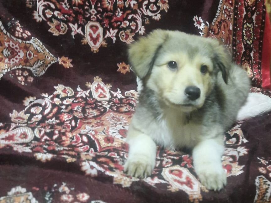 Щенок девочка миссис Плюшка