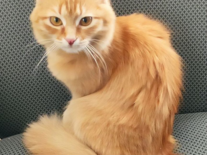 Ласковая, рыжая кошечка ищет любящих хозяев