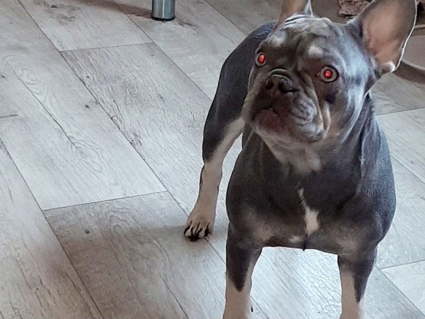 Француженка лилак-тан взрослая