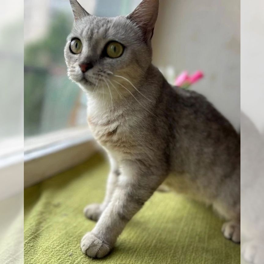 Кошечка 1.5 года в добрые руки