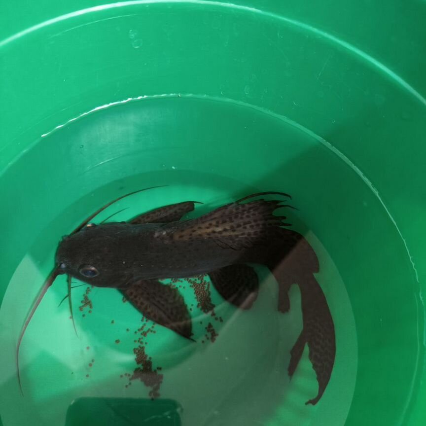 Синодонтис вуалевый