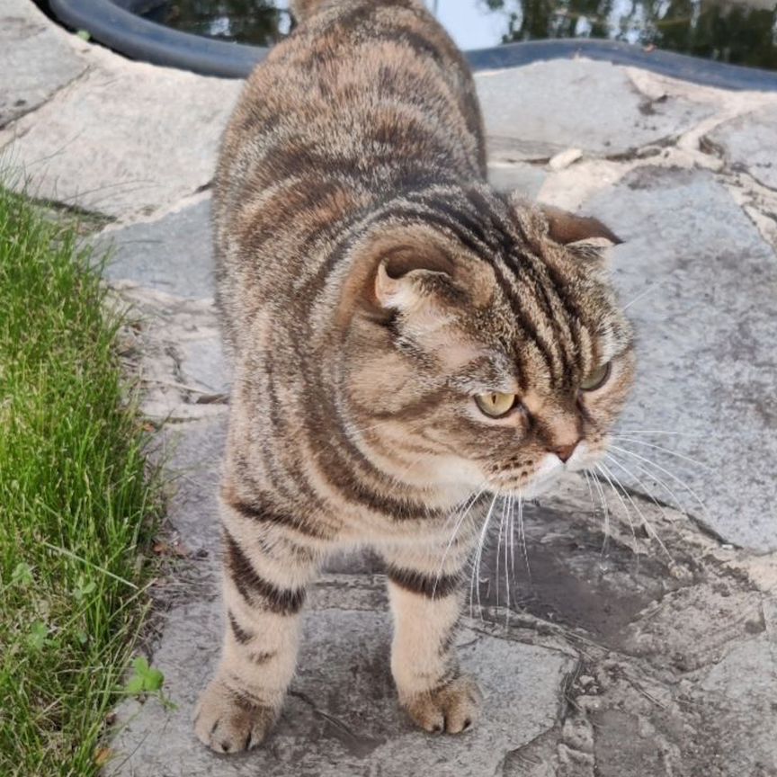 Кошка Элис в добрые руки