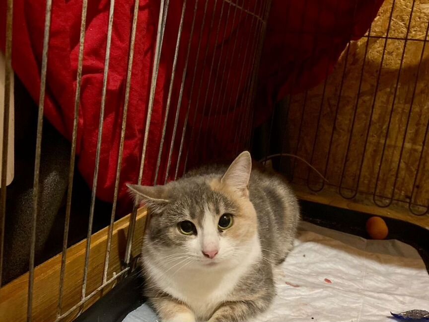 Кошка