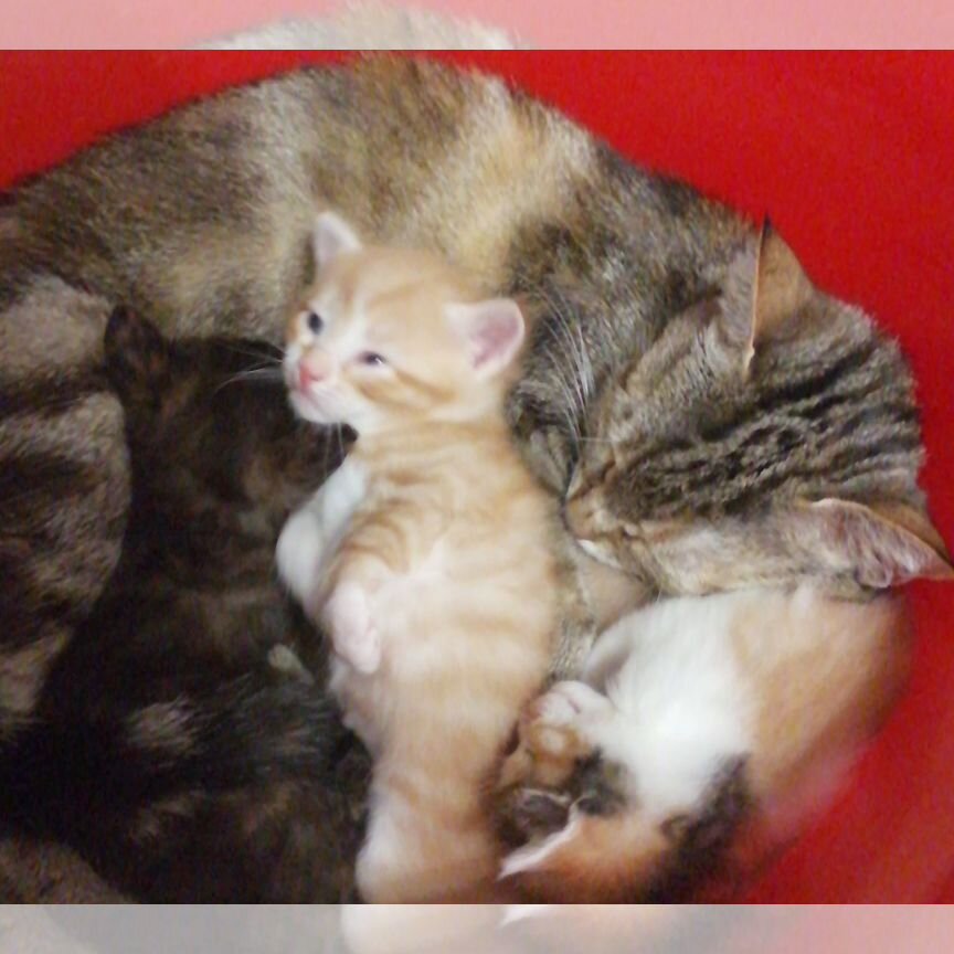 Австралийский мист котёнок