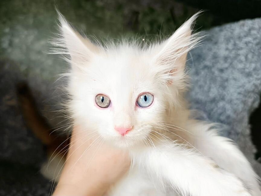 Мейн-кун котяма