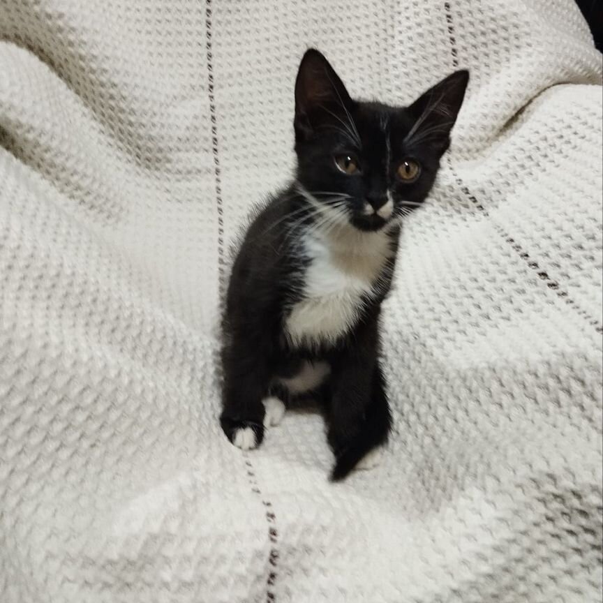 Котенок Ириска в дар