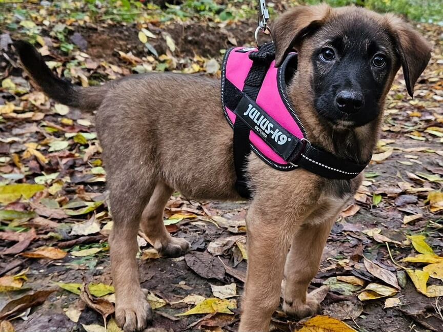 Щенок в добрые руки