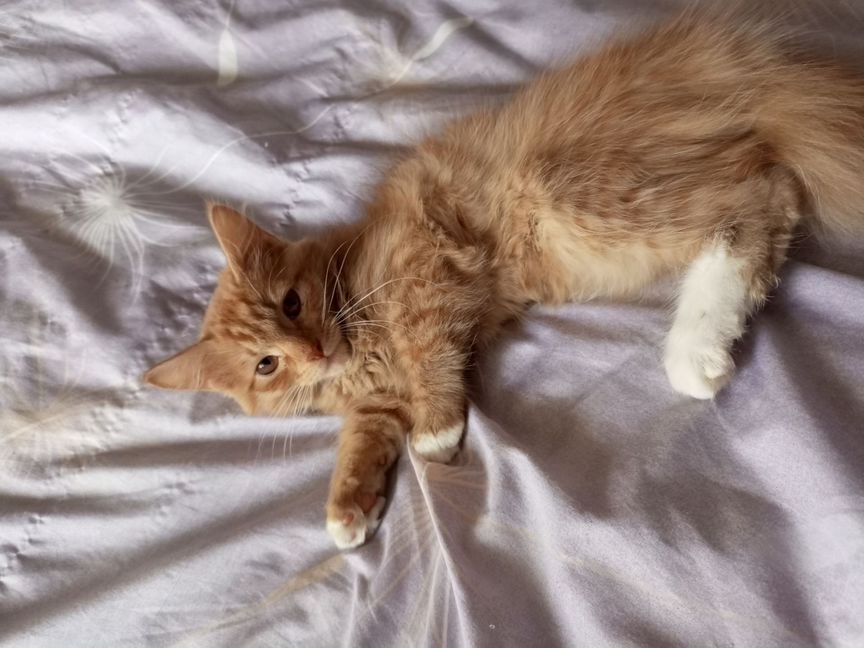 Отдадим котика в дар