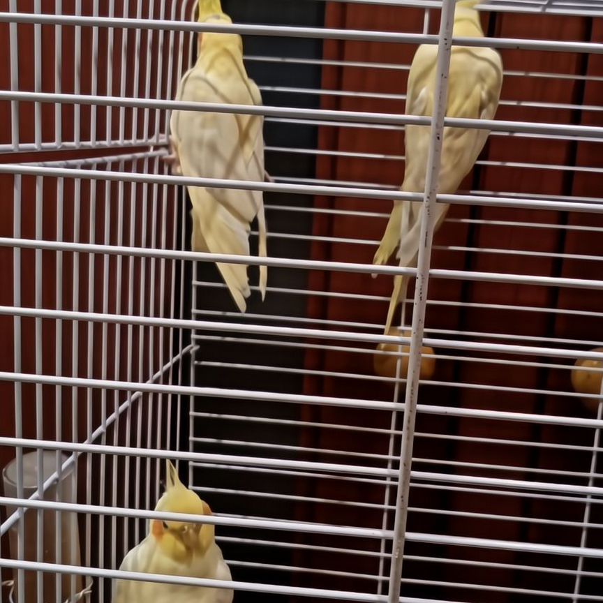 Попугай корелла