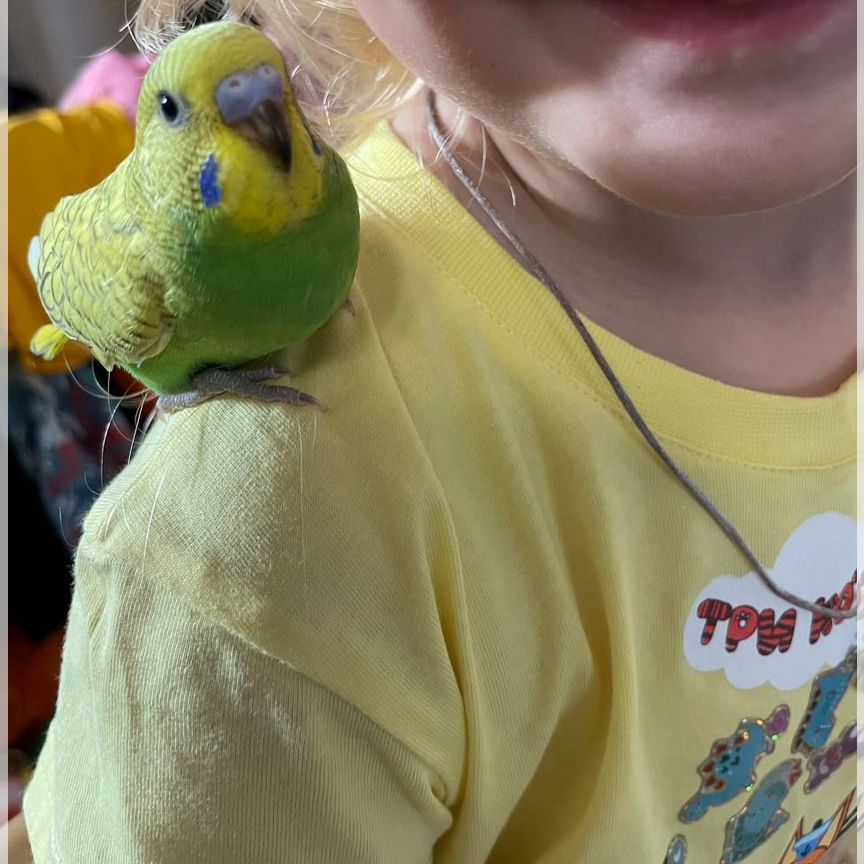 Птенчики-Волнистый попугай