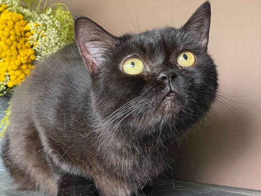 Кошка Перс экзот ищет дом