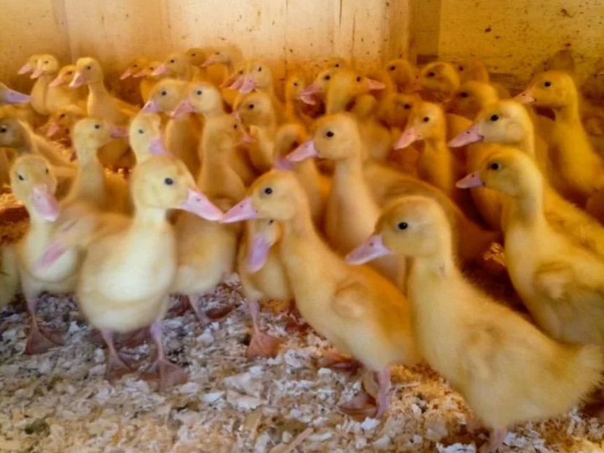 Подрост утят ст5 и мулард